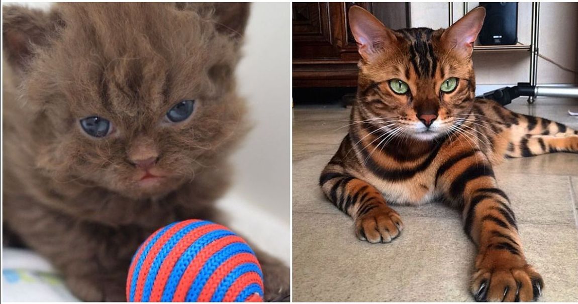 Here Are Eight Unique Cat Breeds That You Will Fall In Love With Here Are Eight Unique Cat Breeds That You Will Fall In Love With