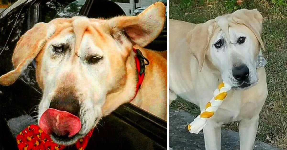 Deformed Dog Finds Forever Home After Woman Falls In Love With Him