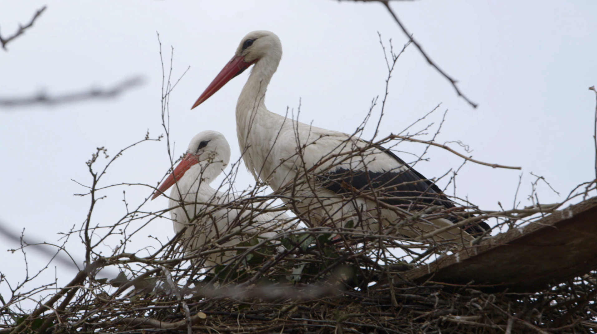 This Stork Love Story Will Melt Your Heart
