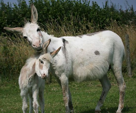 There's More to These 20 Adorable Baby Donkeys Than Meets The Eye
