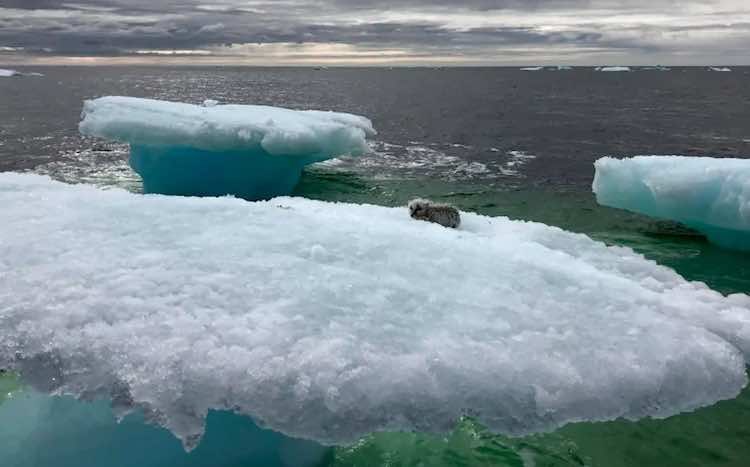 Fishermen Rescued This Fox Floating Alone on an Iceberg