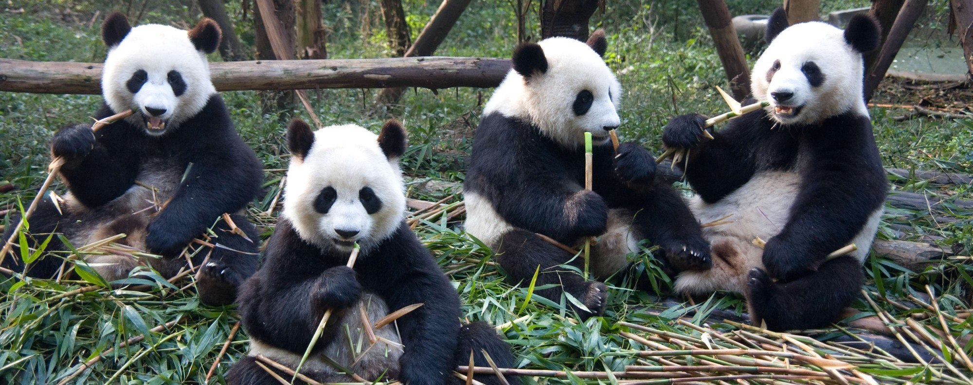 Worldwide Campaign to Name These Four Panda Cubs