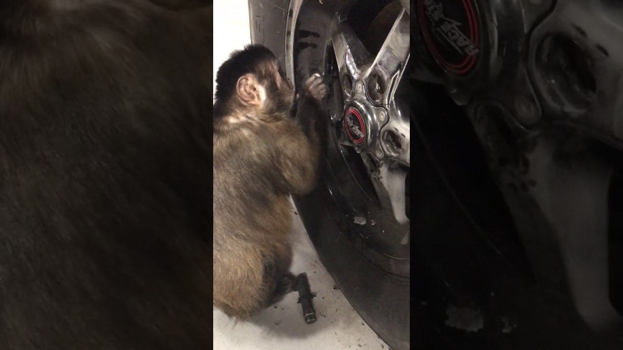 10 Year-Old Monkey Who Is 'Fascinated' By Mechanics Helps His Owner Fix ...