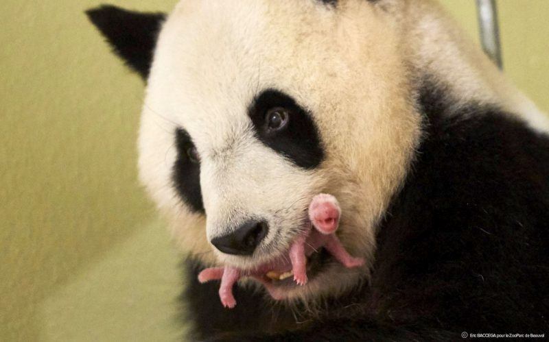 Pregnant Panda Finally Reveals Newborn to Zookeepers and Brings Them to ...