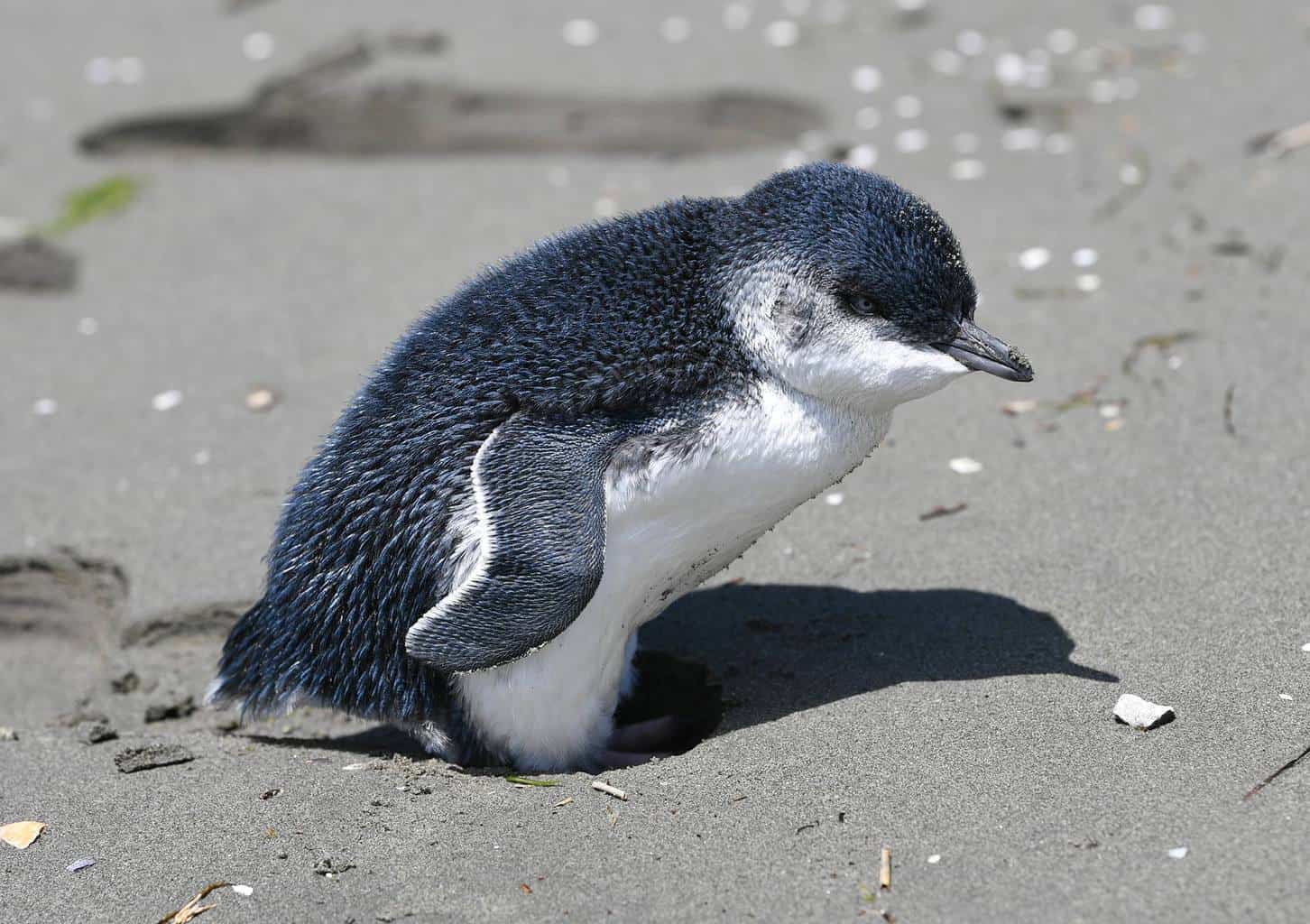 Baby Blue Penguin Stranded on a Beach Without His Mom Has a Sign to ...