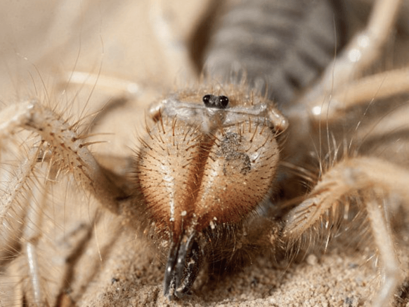 Arizona Man Comes Upon Terrifying Spider-Scorpion Hybrid
